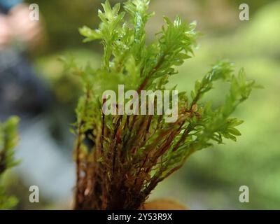 Thomson's Calcareous Moss (Mnium thomsonii) Plantae Stock Photo - Alamy