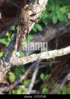 Giant Robber Flies (Promachus), Insecta, 中国江西省上饶市婺源县 Stock Photo - Alamy