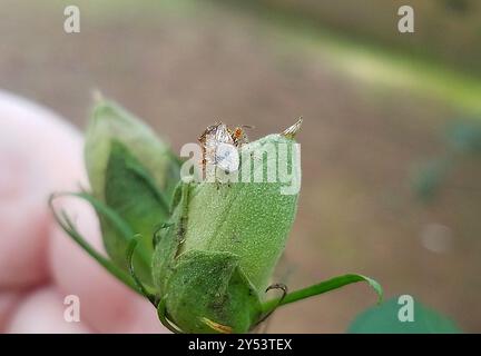 Hibiscus Scentless Plant Bug (Niesthrea louisianica) Insecta Stock ...