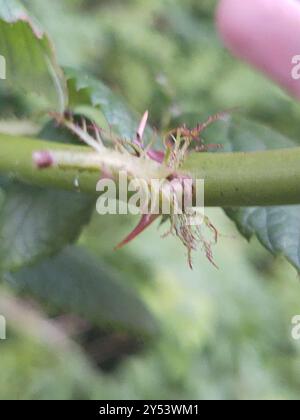 multiflora rose (Rosa multiflora) Plantae Stock Photo - Alamy