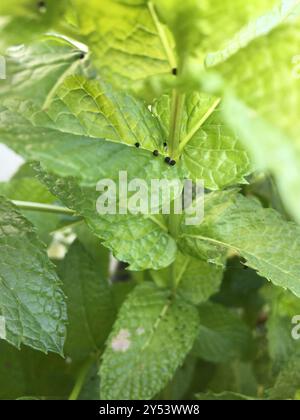 Plusiine Looper Moths (Plusiinae) Insecta Stock Photo - Alamy