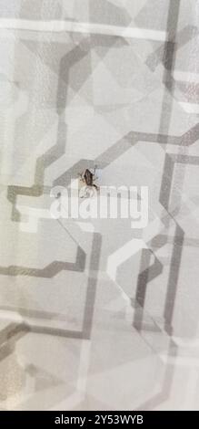 False chinch bugs (Nysius) Insecta Stock Photo - Alamy