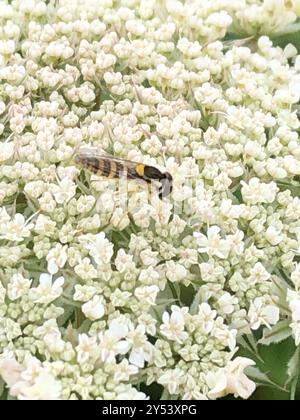 Globetails (Sphaerophoria) Insecta Stock Photo - Alamy