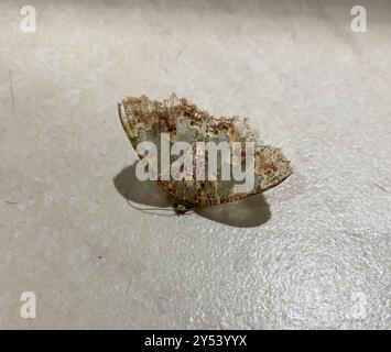 Bizarre Looper Moth (Eucyclodes pieroides), Insecta, Bouldercombe QLD ...