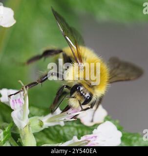 Perplexing Bumble Bee (Bombus perplexus Stock Photo - Alamy