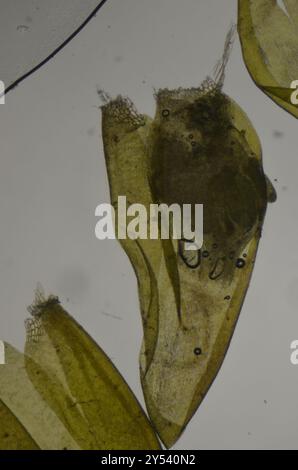 Hygrohypnum Moss (Hygrohypnella ochracea) Plantae Stock Photo - Alamy