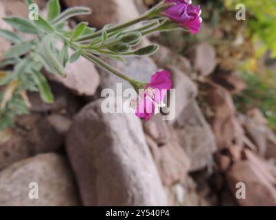 Flower Crab Spiders (Thomisus), Arachnida, 5V6J+783, Idimuzhikkal ...