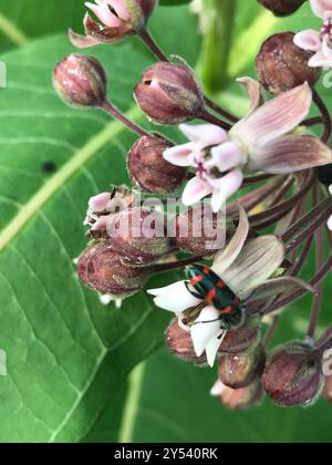 Red-blue Checkered Beetle (Trichodes nuttalli Stock Photo - Alamy