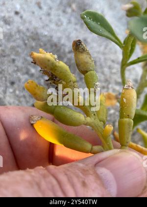 Flat-beaked Searocket (Cakile edentula harperi) Plantae Stock Photo - Alamy