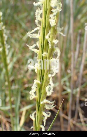 common cordgrass (Sporobolus anglicus Stock Photo - Alamy