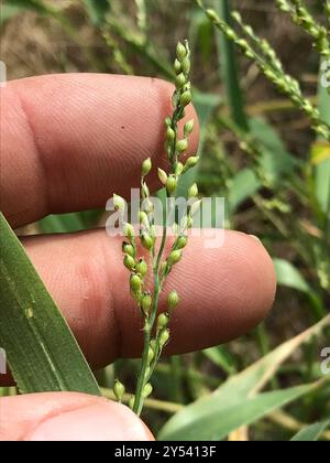 Browntop Signalgrass (Urochloa fusca) Plantae Stock Photo - Alamy