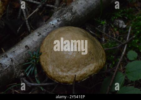 Sticky Bolete (Suillus viscidus) Fungi Stock Photo - Alamy