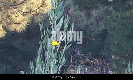 Bush Poppy (Dendromecon rigida) Plantae Stock Photo - Alamy