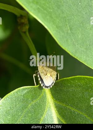 (Peribalus strictus vernalis) Insecta Stock Photo - Alamy
