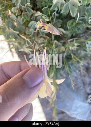 Sierra Columbine (Aquilegia pubescens) Plantae Stock Photo - Alamy