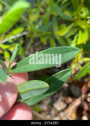 Rabbitbells (Crotalaria rotundifolia) Plantae Stock Photo - Alamy