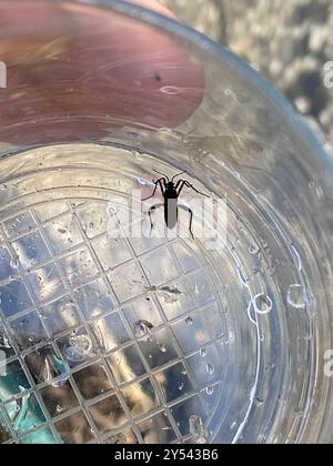 Water Crickets (Velia) Insecta Stock Photo - Alamy