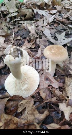 (Lactarius fumosus) Fungi Stock Photo - Alamy