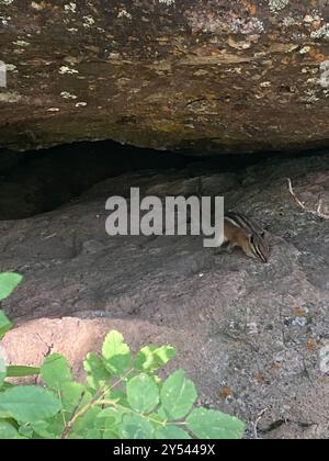 Least Chipmunk (Neotamias minimus) Mammalia Stock Photo - Alamy