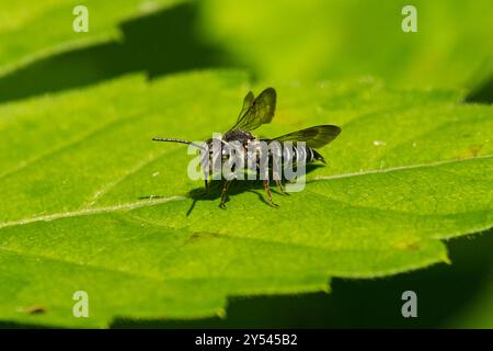 Say's Cuckoo Leafcutter Bee (Coelioxys sayi) Insecta Stock Photo - Alamy
