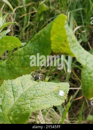 Sitka Bumble Bee (Bombus sitkensis) Insecta Stock Photo - Alamy
