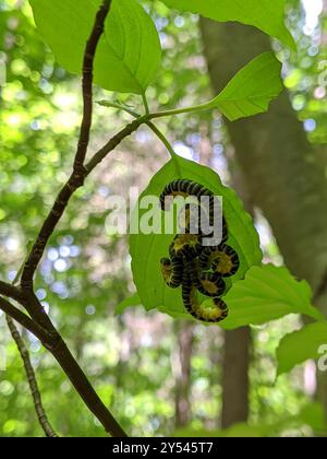 (Macremphytus tarsatus) Insecta Stock Photo - Alamy