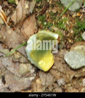 Curry Bolete (Boletus sensibilis) Fungi Stock Photo - Alamy