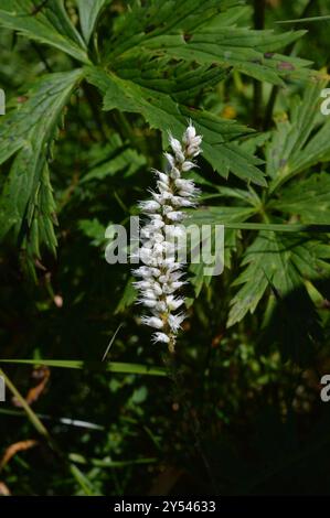 alpine bistort (Bistorta vivipara) Plantae Stock Photo - Alamy