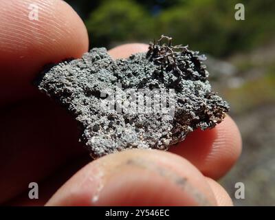Granular Mottled-disk Lichen (Trapeliopsis granulosa) Fungi Stock Photo ...
