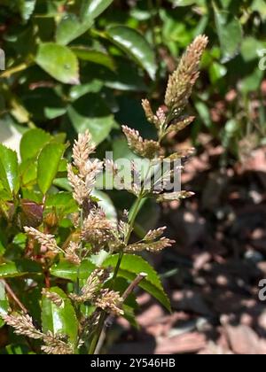 water beard grass (Polypogon viridis) Plantae Stock Photo - Alamy