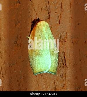 Western Avocado Leafroller Moth (Amorbia cuneanum) Insecta Stock Photo ...