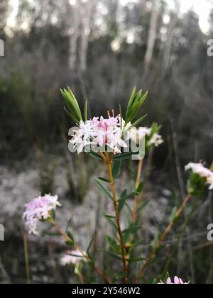Queen of the Bush (Pimelea linifolia) Plantae Stock Photo - Alamy