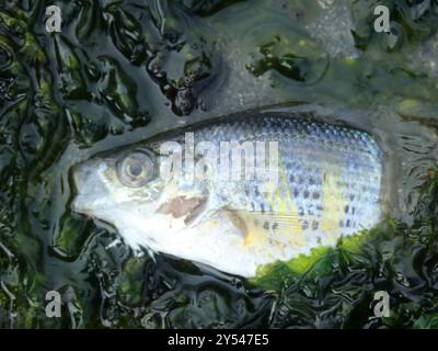 Shiner Surfperch (Cymatogaster aggregata) Actinopterygii Stock Photo ...
