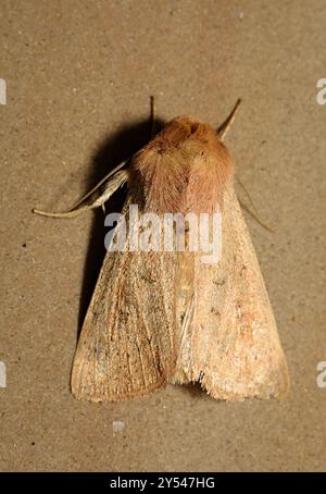 The Clay (Mythimna ferrago) Insecta Stock Photo - Alamy