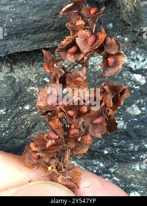 Greek Dock (Rumex cristatus), Plantae, Leytonstone, London, UK Stock ...