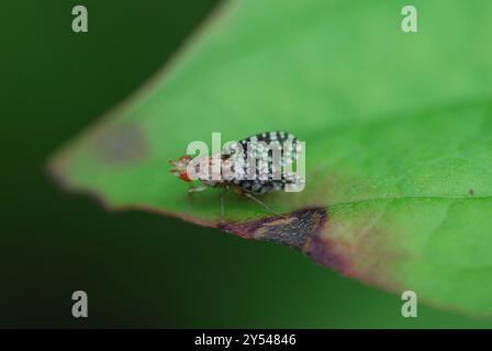Spotted Marsh Fly (Trypetoptera punctulata) Insecta Stock Photo - Alamy
