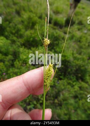 beaked sedge (Carex rostrata) Plantae Stock Photo - Alamy