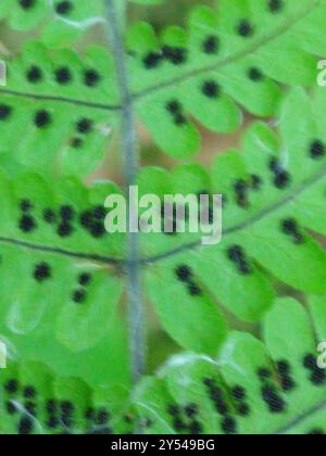 limestone oak fern (Gymnocarpium robertianum) Plantae Stock Photo - Alamy