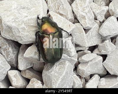 (Protaetia angustata) Insecta Stock Photo - Alamy