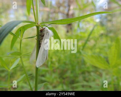 Water Ermine (Spilosoma urticae) Insecta Stock Photo - Alamy