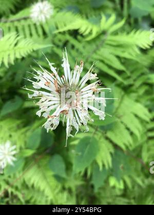 white bergamot (Monarda clinopodia) Plantae Stock Photo - Alamy