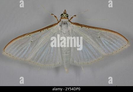 Jasmine Moth (Palpita vitrealis) Insecta Stock Photo - Alamy