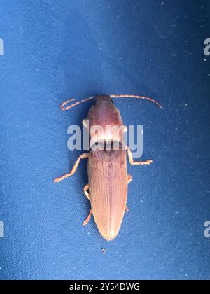 (Monocrepidius lividus) Insecta Stock Photo - Alamy