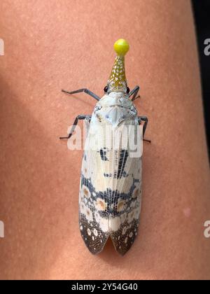 Watanabe's Lanternfly (Pyrops watanabei) Insecta Stock Photo - Alamy