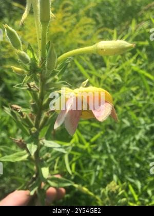 Primrose Moth (Schinia florida) Insecta Stock Photo - Alamy