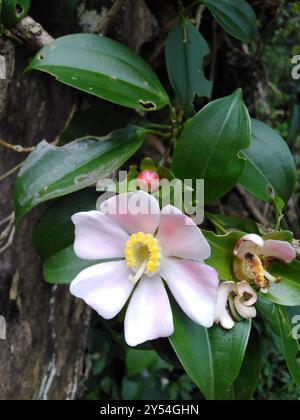 (Blakea gracilis) Plantae Stock Photo - Alamy