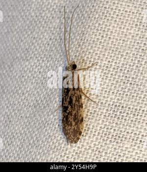 Tube Maker Caddisflies (Polycentropodidae) Insecta Stock Photo - Alamy