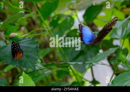 Morpho Blue butterfly. Blue butterfly papilio ulysses (Mountain ...