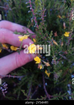 Hairy Greenweed (Genista pilosa) Plantae Stock Photo - Alamy