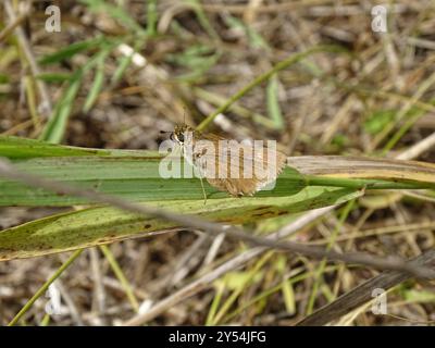 Crossline Skipper (Polites origenes), Insecta, Cloudland Canyon State ...